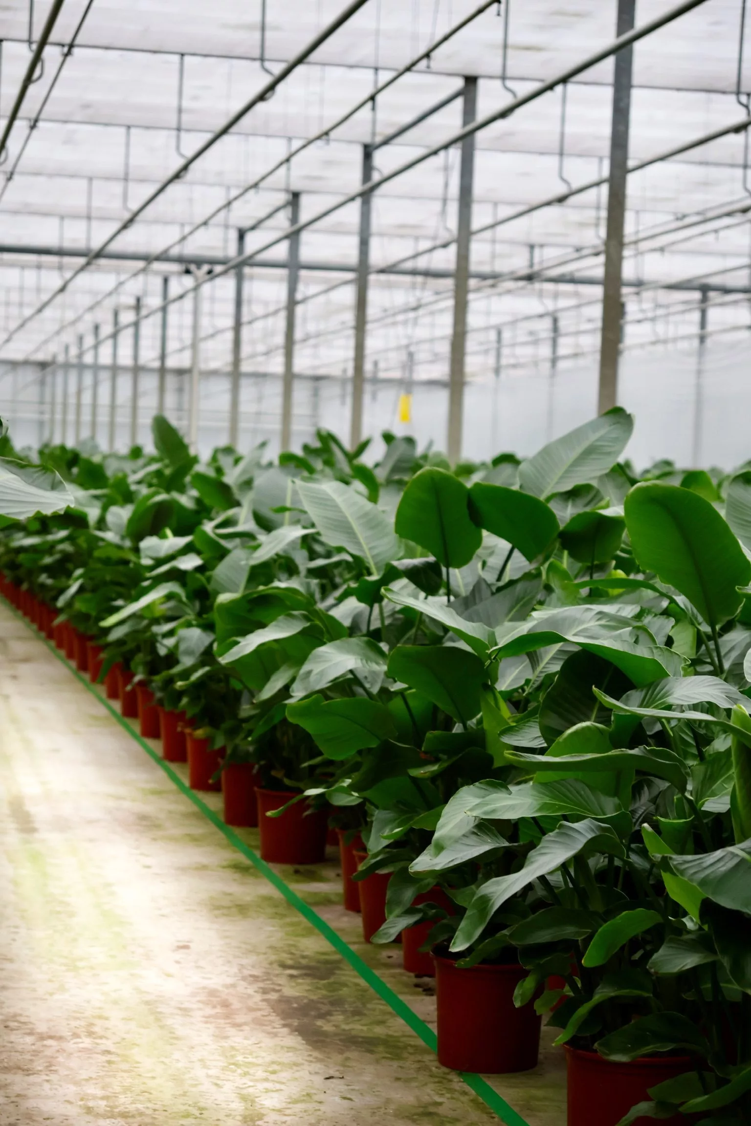 Plantaardigste Ficus lyrata verzorgen in de winter: zo voorkom je bladval